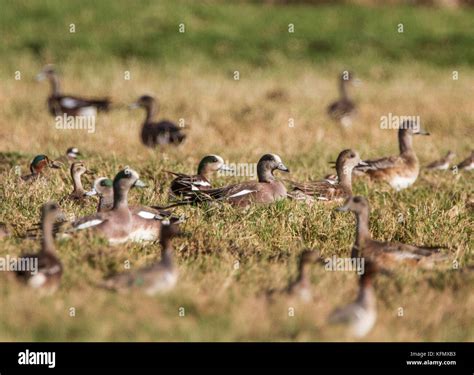 Patos En La Naturaleza Hi Res Stock Photography And Images Alamy