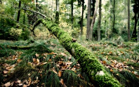 Fond d écran branche mousse arbre herbe feuilles l automne