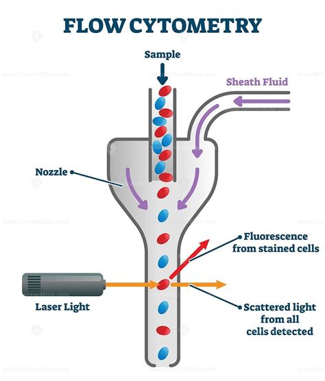 Flow Cytometry Vector Illustration Flow Cytometry Vector