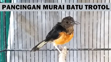 Suara Murai Batu Trotol Jantan Ngriwik Gacor Pancingan Mb Paud Agar