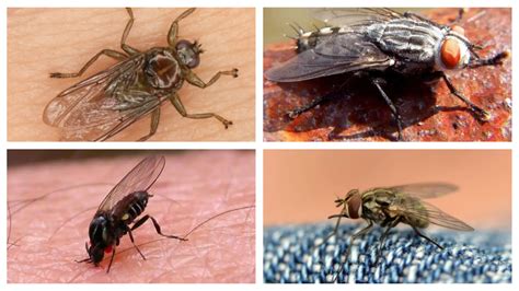 De La Mosca Cojonera A Las Moscardas Las Peculiaridades De Cada
