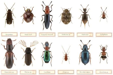 Pest Identification Uk Household Pest Identification