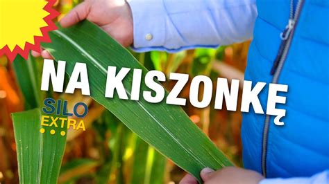 Polecane odmiany kukurydzy na kiszonkę 2024 YouTube