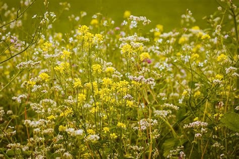 Wildblumenwiese Blumen Blühen Kostenloses Foto auf Pixabay Pixabay