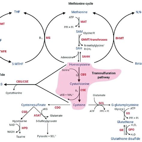 The Transsulfuration Pathway TSP And Related Pathways Metabolites