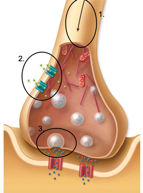 Chp Chemical Synapse Neurons Diagram Quizlet