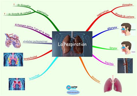 La respiration comment ça marche CM1 CM2 Maître Lucas