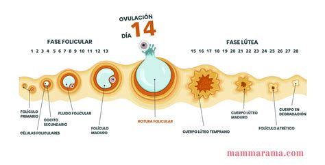 Fases Del Ciclo Ovarico Folicular Ovulacion Luteal Images And Photos
