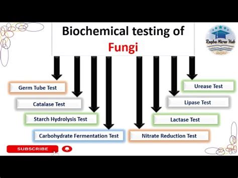 Biochemical Test Of Fungi Identification Techniques Mycology