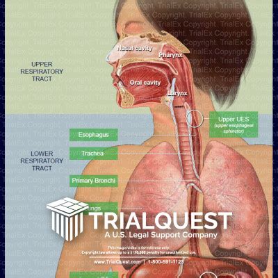 Esophagus Trachea Diagram