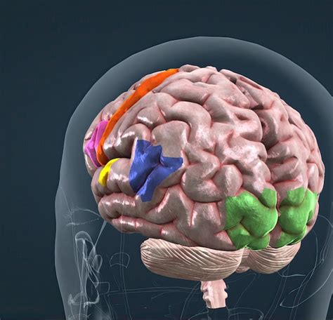 Anatom A Del Cerebro Y Sus Partes Coloreadas Foto Premium