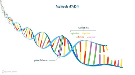 C Est Quoi Un Brin D ADN