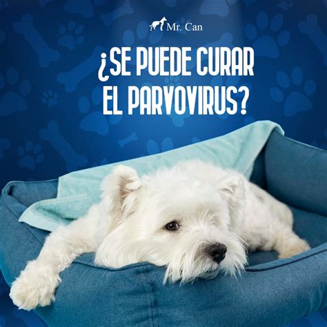 Se Puede Curar El Parvovirus En Perros Veterinaria Mr Can
