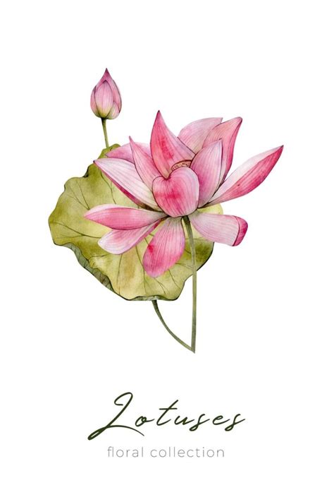 Hand Drawn Watercolor Lotuses Flowers Illustration By Stacy Babakova