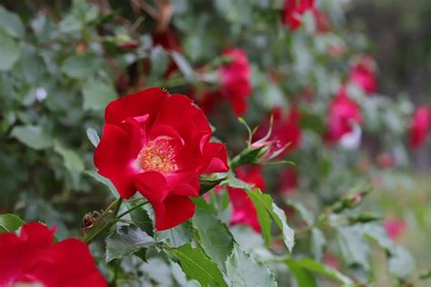 Roses Red Flowers Free Photo On Pixabay Pixabay