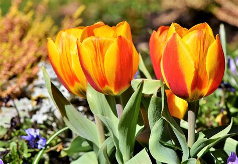 Tulpe Tulpenstrauß Blüte Kostenloses Foto auf Pixabay