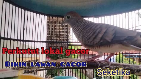 Perkutut Lokal Gacor Suara Khas Ampuh Bikin Lawan Gacor YouTube