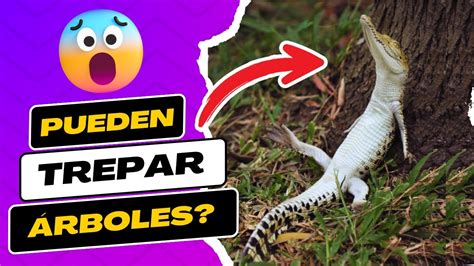 10 datos asombrosos sobre los COCODRILOS que quizás no conocías