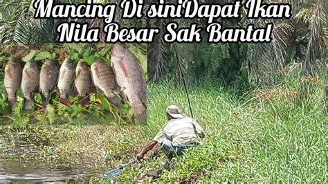 Rejeki Nomplok Mancing Di Sini Dapat Ikan Nila Besar Sak Bantal