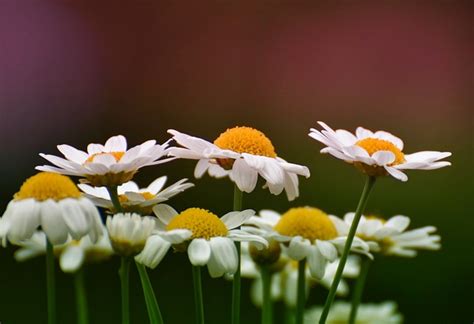 Prästkragar Vit Blomma Gratis foto på Pixabay Pixabay