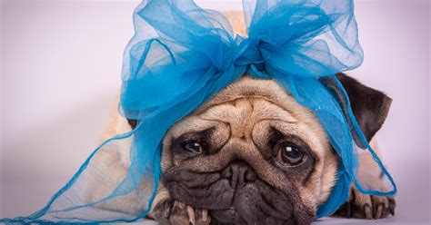 Como Hacer Para Que Un Cachorro Deje De Llorar Por La Noche