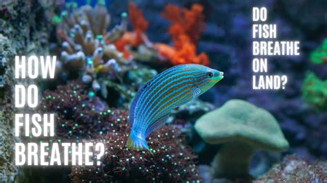 How Do Fish Breathe Underwater The Secret Revealed YouTube