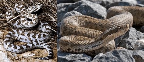7 COMMON Snakes Found In South Korea 2024 Bird Watching HQ