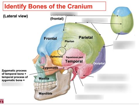 Identify Bones Of The Cranium Diagram Quizlet