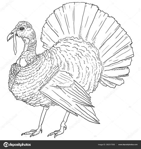 Vector Sketch Turkey Farm Bird Illustration Stock Illustration By