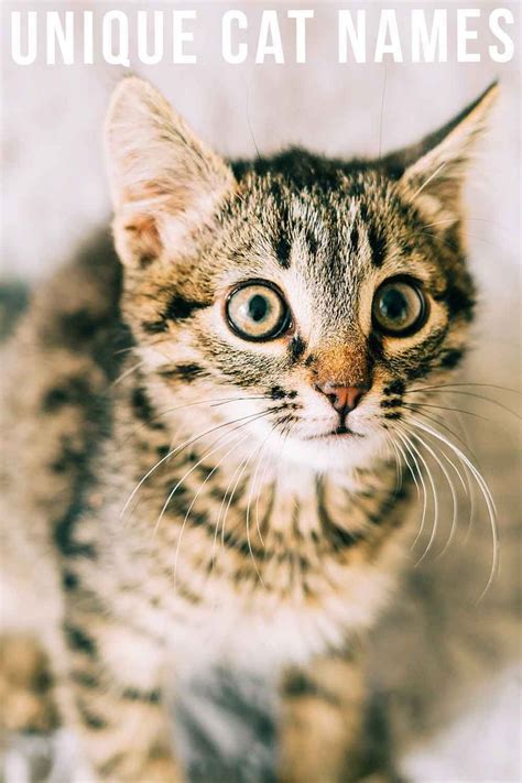Unique Cat Names Over 140 Unusual Names For Your New Cat Unique Cat
