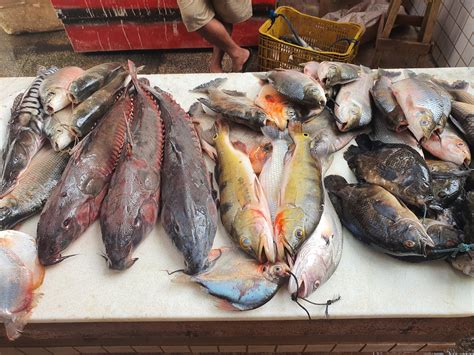 Início Guia de Peixes comericalizados em Monte Alegre