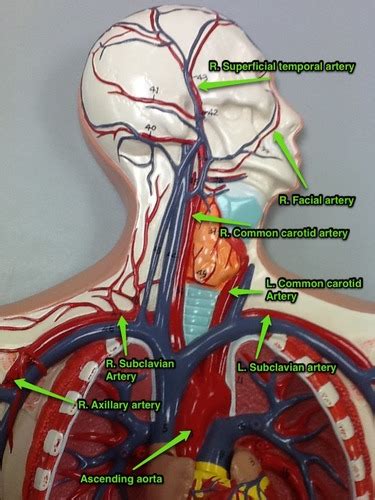 Chapter 20 Blood Vessels And Circulation Label And Identifying