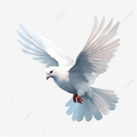 รปนกพราบขาว PNG นกพราบขาว PNG นกพราบสนตภาพ นกพราบภาพ PNG