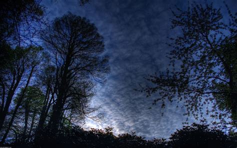 Wallpaper Sunlight Trees Forest Night Nature Reflection Sky