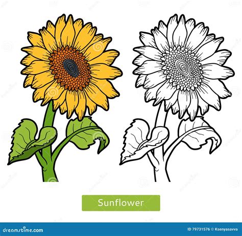Supresión vegetariano Húmedo girasol dibujo para colorear grueso