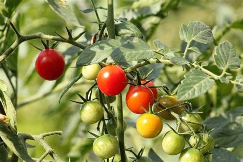 Comment Choisir Une Motobineuse Eau Jardin