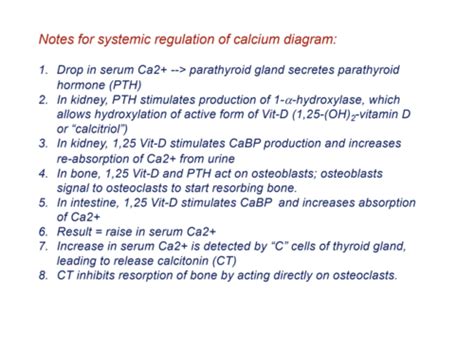 Calcium Homeostasis Flashcards Quizlet