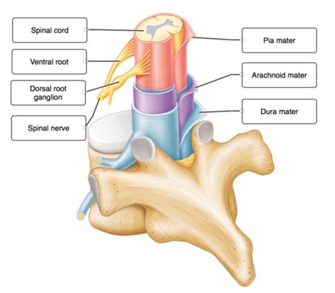 The Spinal Cord And Spinal Nerves Nervous System Flashcards Quizlet