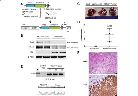 CRISPR SONIC Enables IRES HRAS G12V Integration In Vivo For Tumor