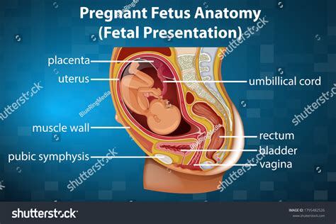 Pregnant Fetus Anatomy Diagram Illustration Stock Vector Royalty Free