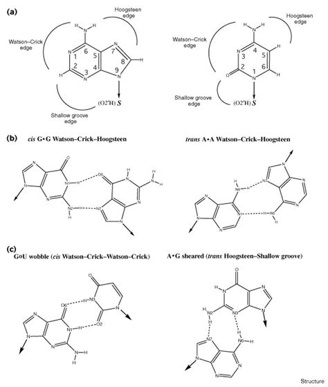 RNA Folding Beyond WatsonCrick Pairs Structure