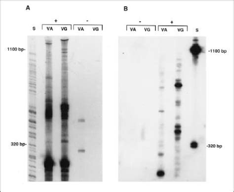 The Use Of T Va Primer Reduces The Number Of Amplified B Elements In