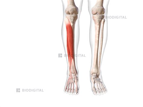 Anterior Compartment Muscles Of Right Lower Leg Biodigital Anatomy