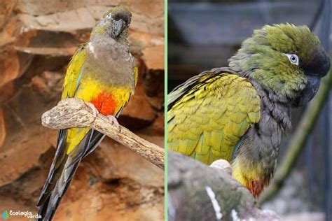 15 Tipos De Loros Especies Y Fotos