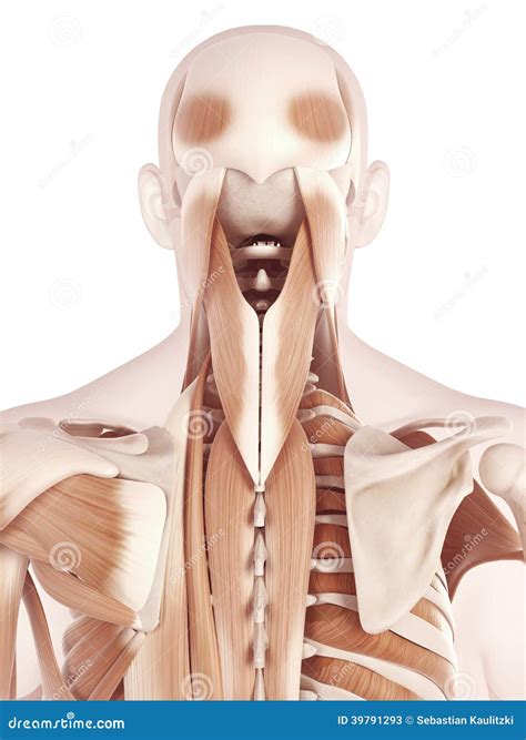 Neck Muscles Front View Didactic Scheme Of Anatomy Of Human Muscular
