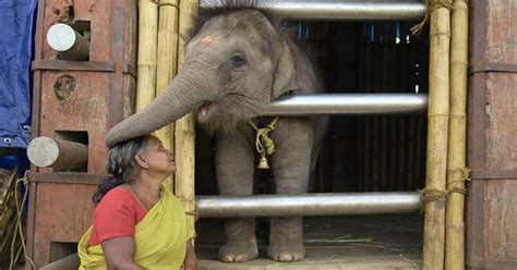 Meet Bomman Bellie Couple From The Elephant Whisperers