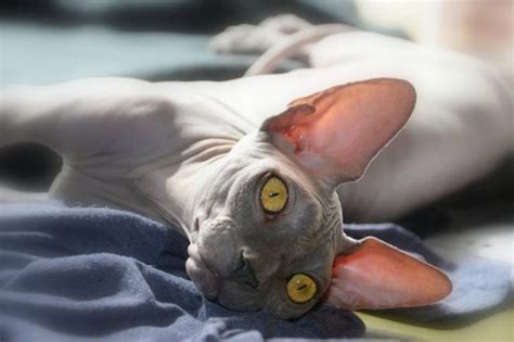 Les races de chats les plus hypoallergéniques