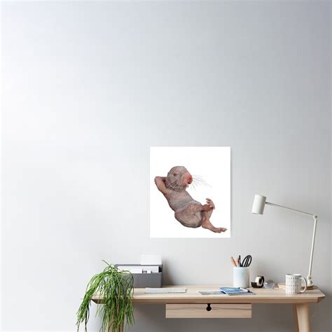 I Just Really Like Naked Moles Ok Funny Naked Mole Rat Poster For