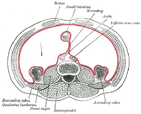 Diagram Of A Transverse Section Through The Abdomen The Peritoneum Is
