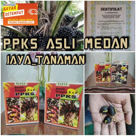 Bibit Sawit Unggul Benih Kecambah Polong Sawit PPKS 239 Asli Medan